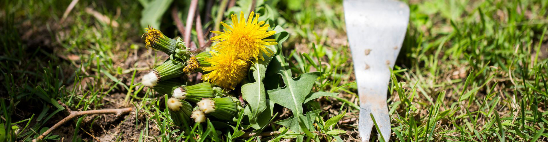 Weed Control - Bowman's Best Lawn Care